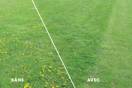 Micro-trèfle gazonnant Microclover