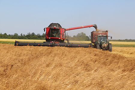 Production de semences