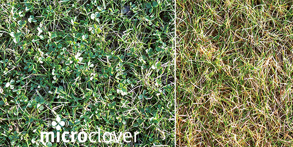 Microclover, micro-trèfle gazon