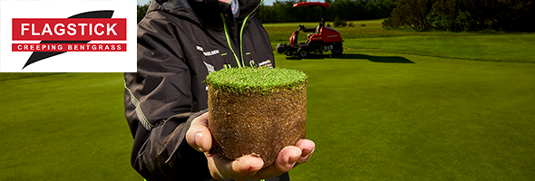 Gazon pour parcours de golf