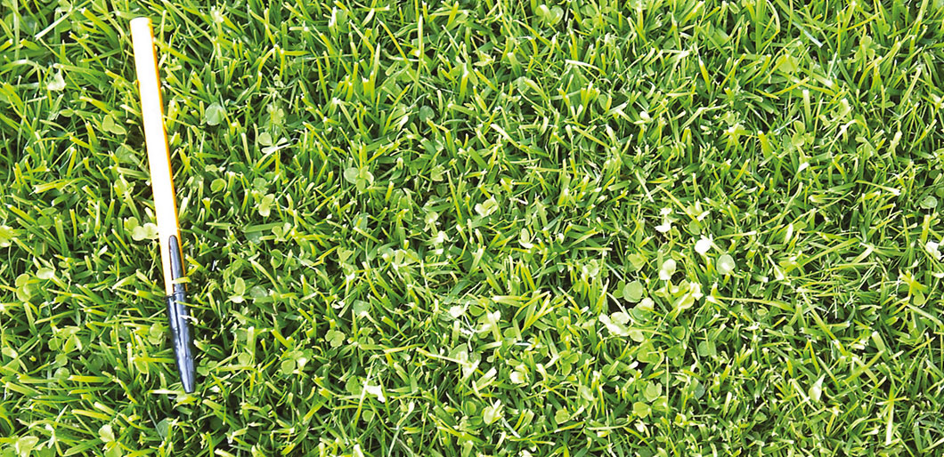 Microclover, micro-trèfle gazon